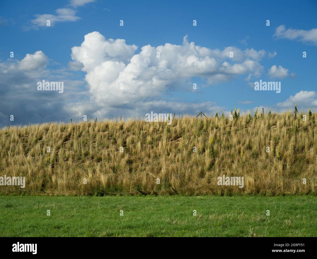 Grass seed plant pasture field farm hi-res stock photography and images ...