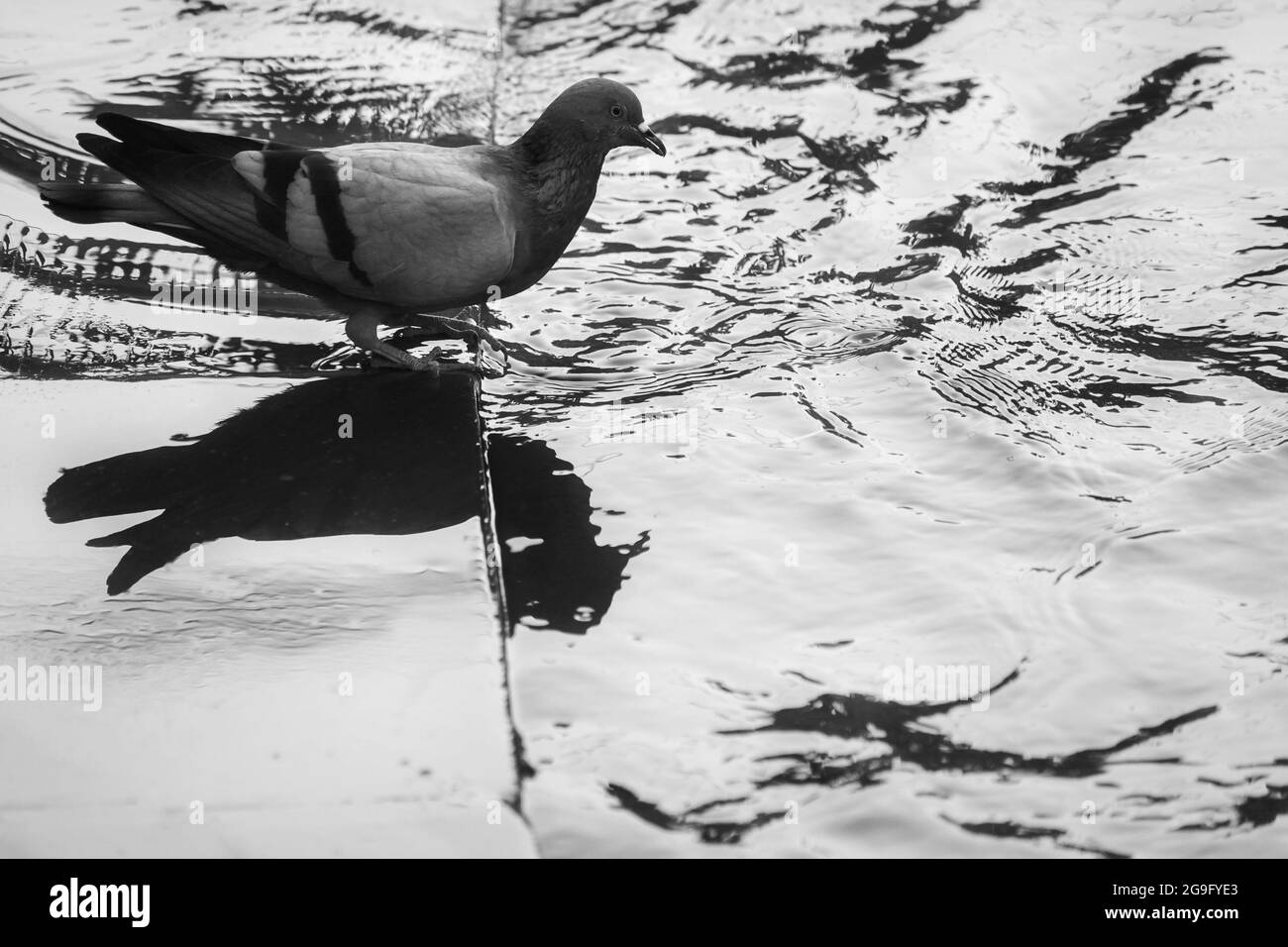 Black and white high contrast shot of a Pigeon bird and it's reflection ...