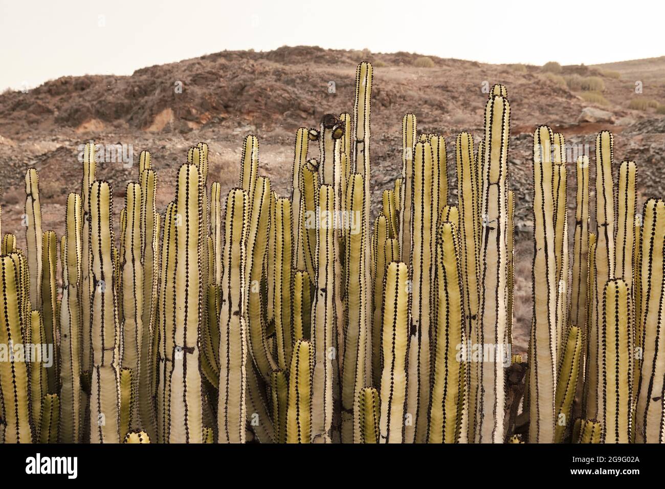 Landscape of a cactus and rocks in Gran Canaria desert Stock Photo - Alamy