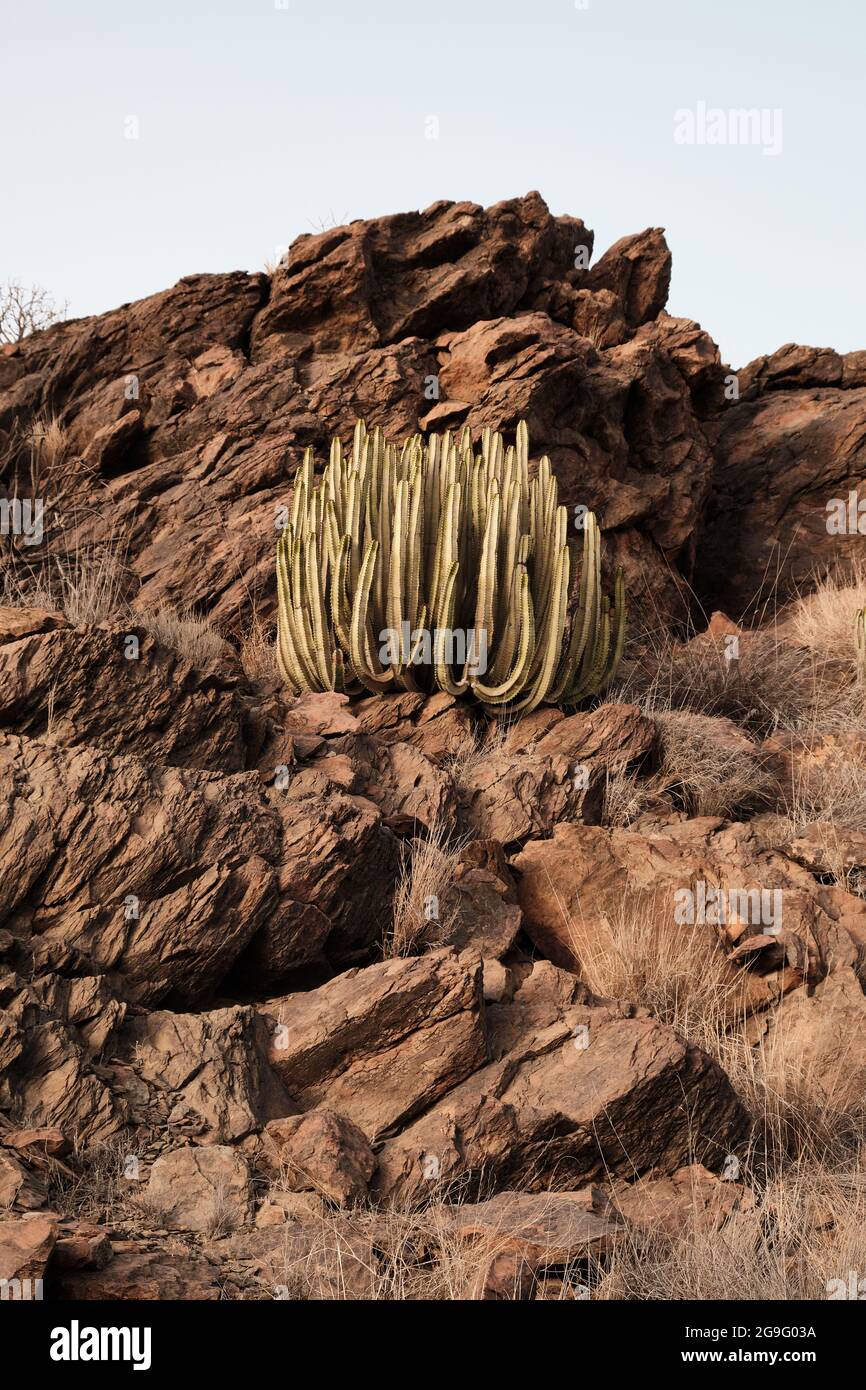 Landscape of a cactus and rocks in Gran Canaria desert Stock Photo - Alamy