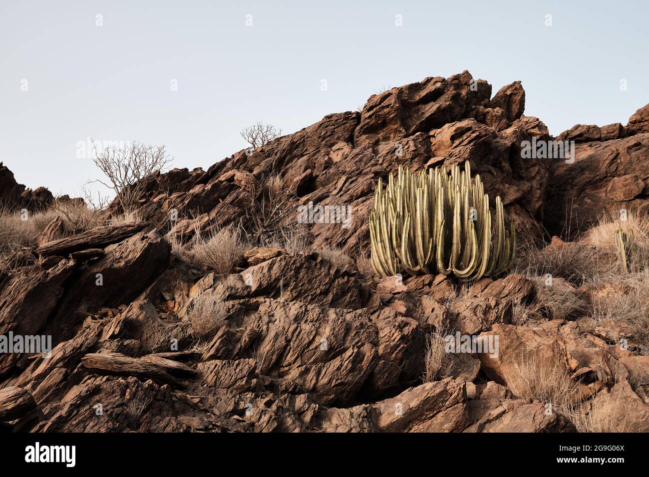 Landscape of a cactus and rocks in Gran Canaria desert Stock Photo - Alamy
