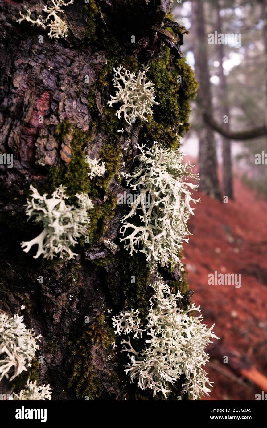 Moss in a tree woods, in a dense and humid day Stock Photo - Alamy