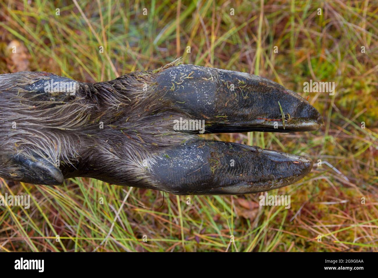 European Elk, Moose (Alces alces), close-up of hoof. Sweden Stock Photo ...