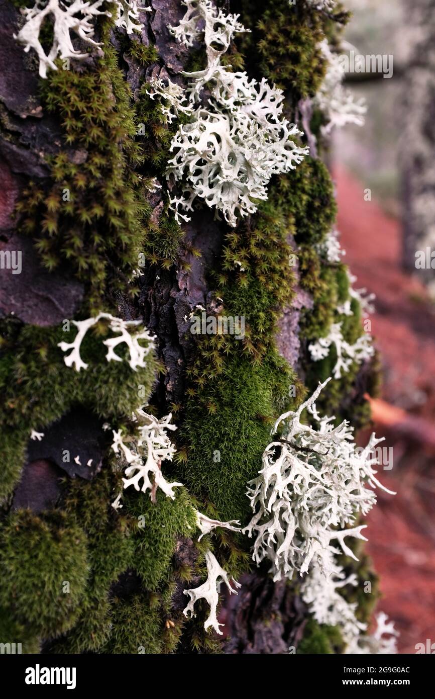 Moss in a tree woods, in a dense and humid day Stock Photo - Alamy