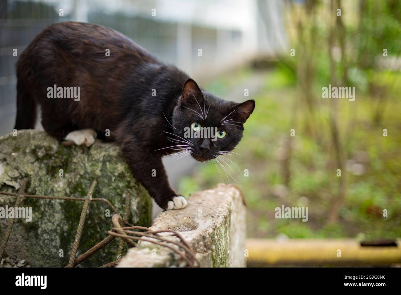 Street cat. Homeless animal. A pet without an owner Stock Photo - Alamy