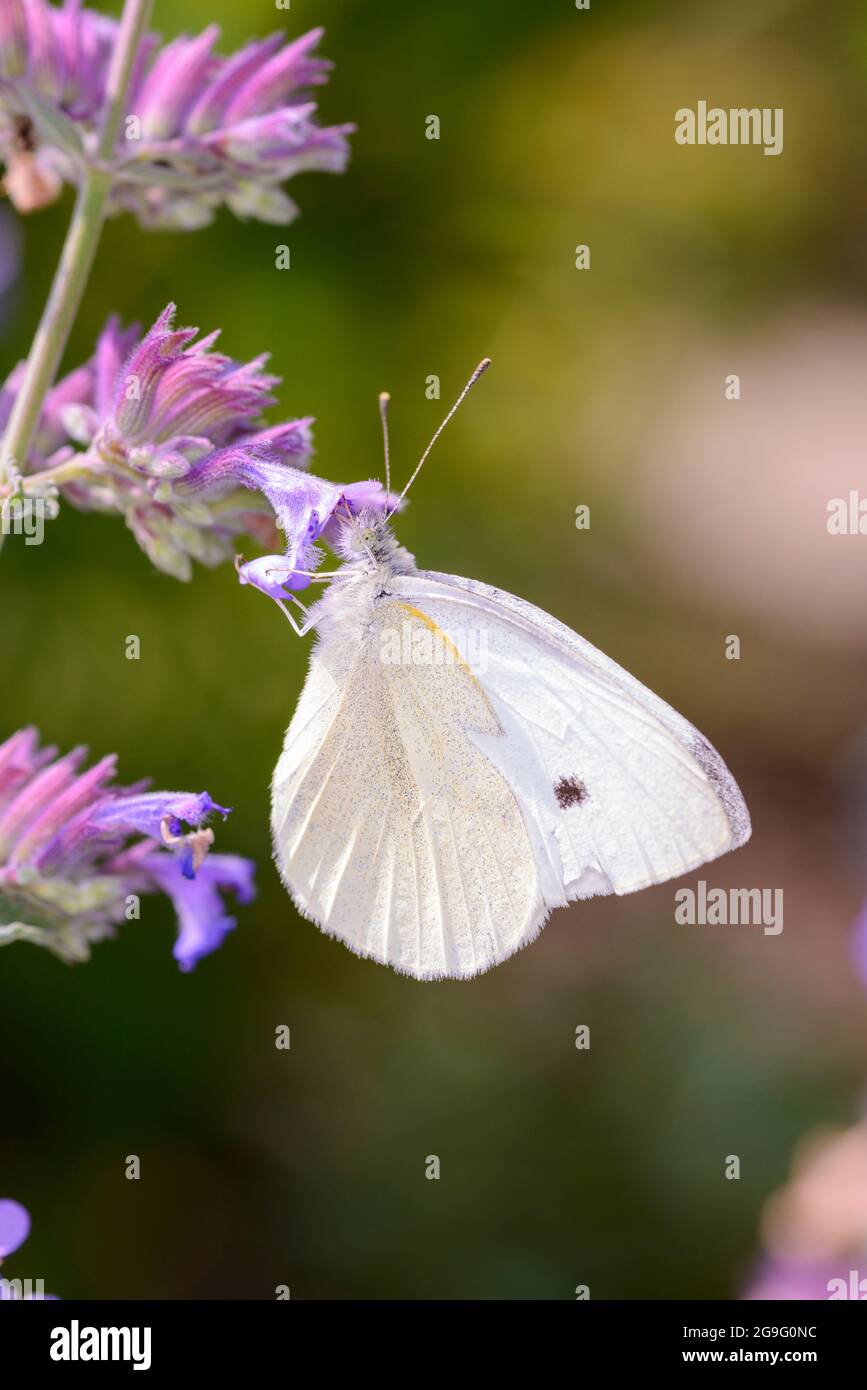 Small cabbage white Butterfly - Pieris rapae - resting on a blossom ...