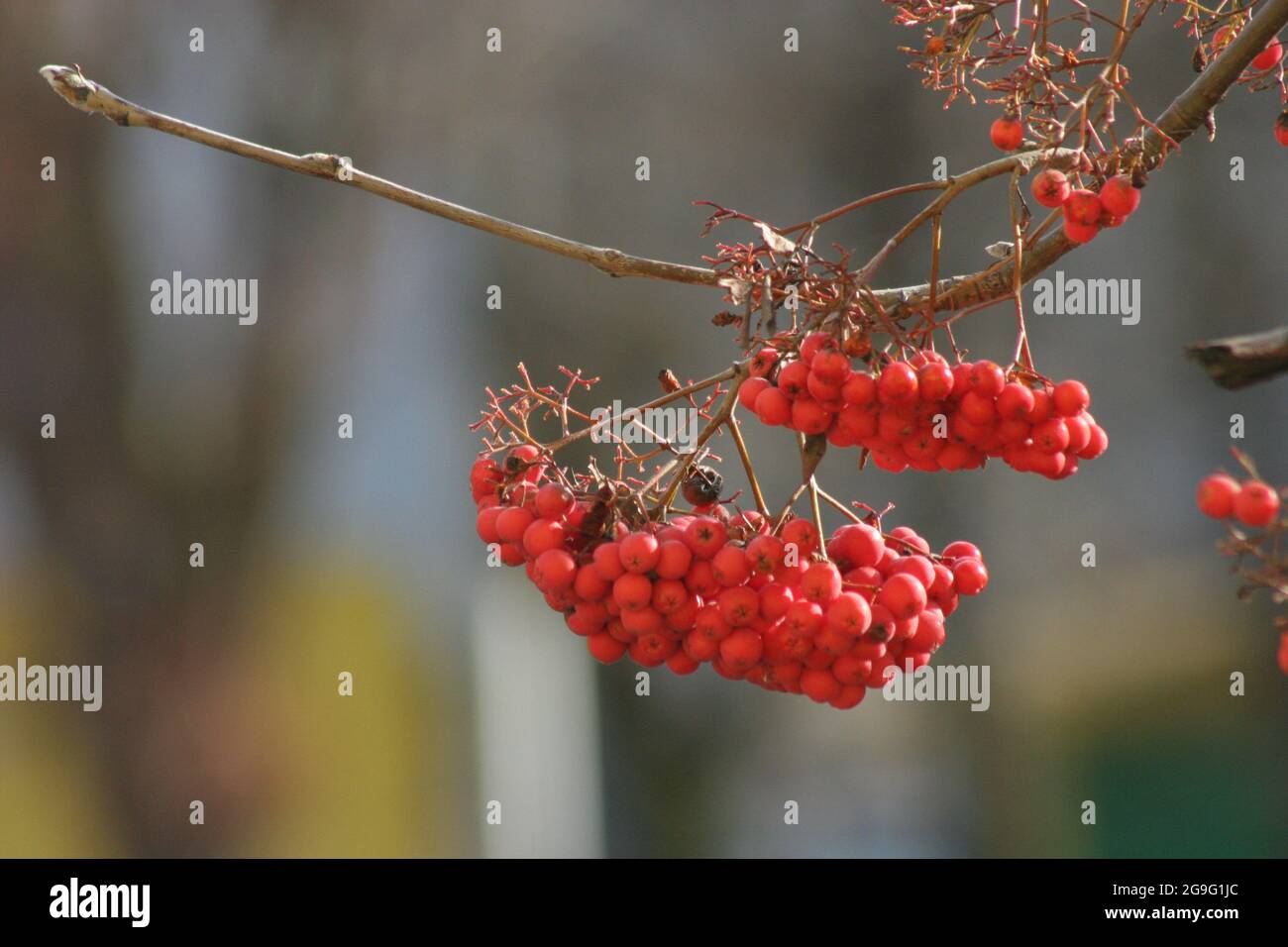 mountain ash, sorbus aucuparia, tree, red tree Stock Photo - Alamy