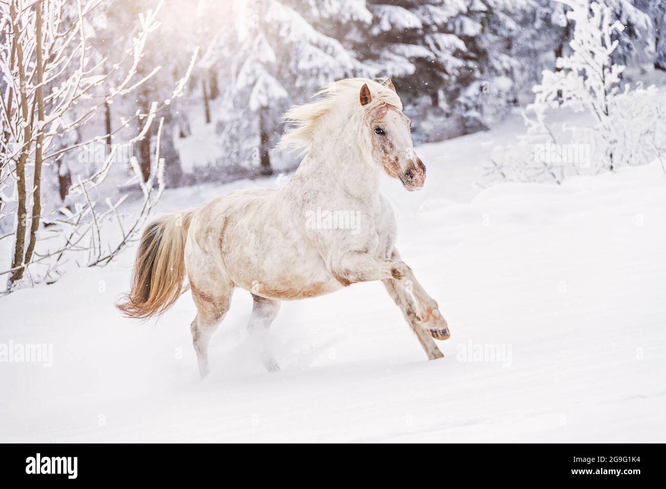 Ara appaloosa horse hi-res stock photography and images - Alamy