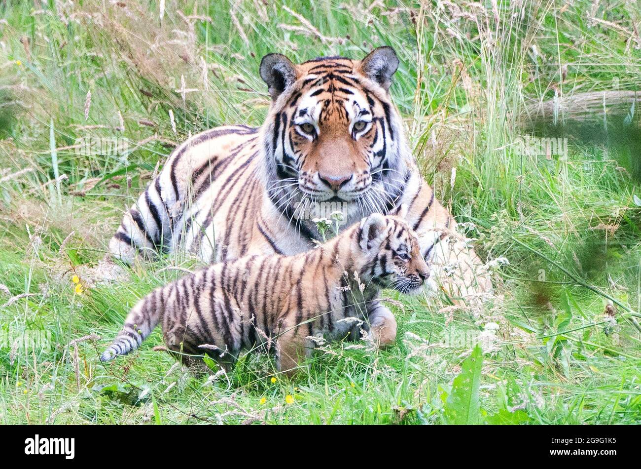 One of three Amur tiger cubs, with their mother, explores their outside ...