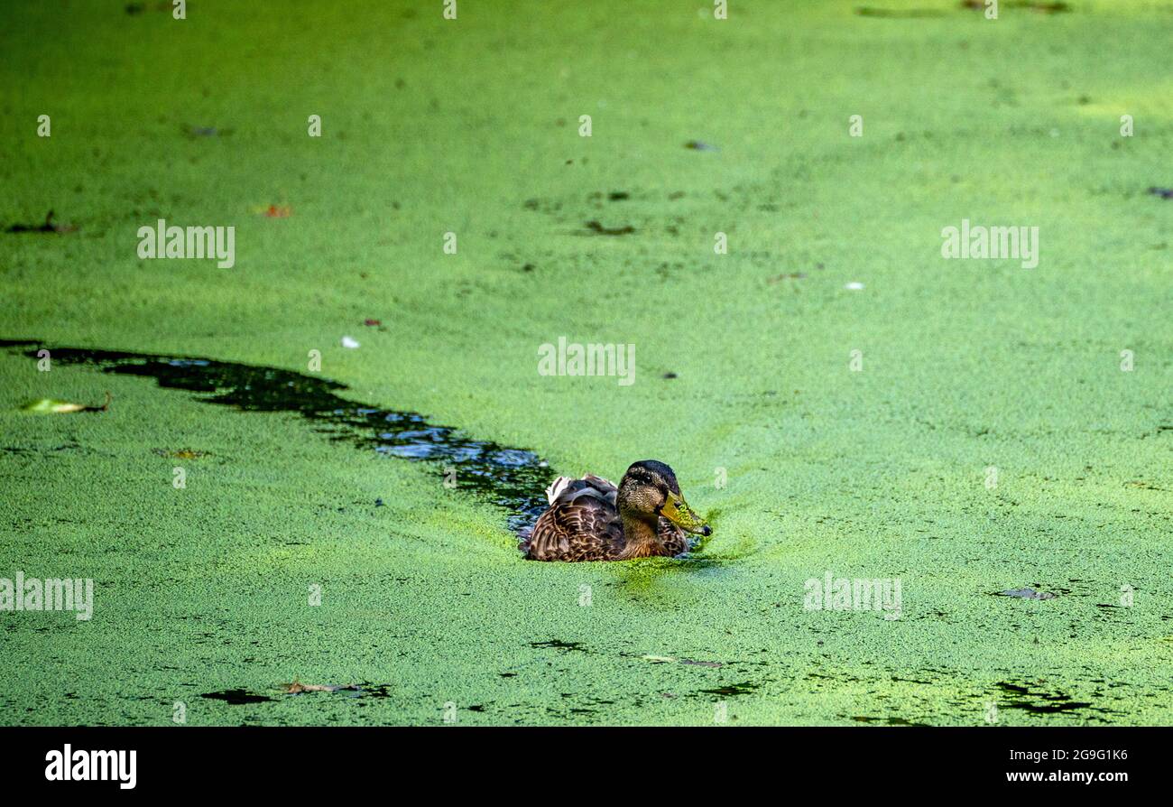 A duck swims amongst the blue-green Algae that has infested the lake at ...