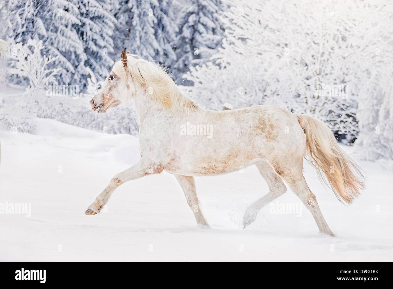 Ara appaloosa horse hi-res stock photography and images - Alamy