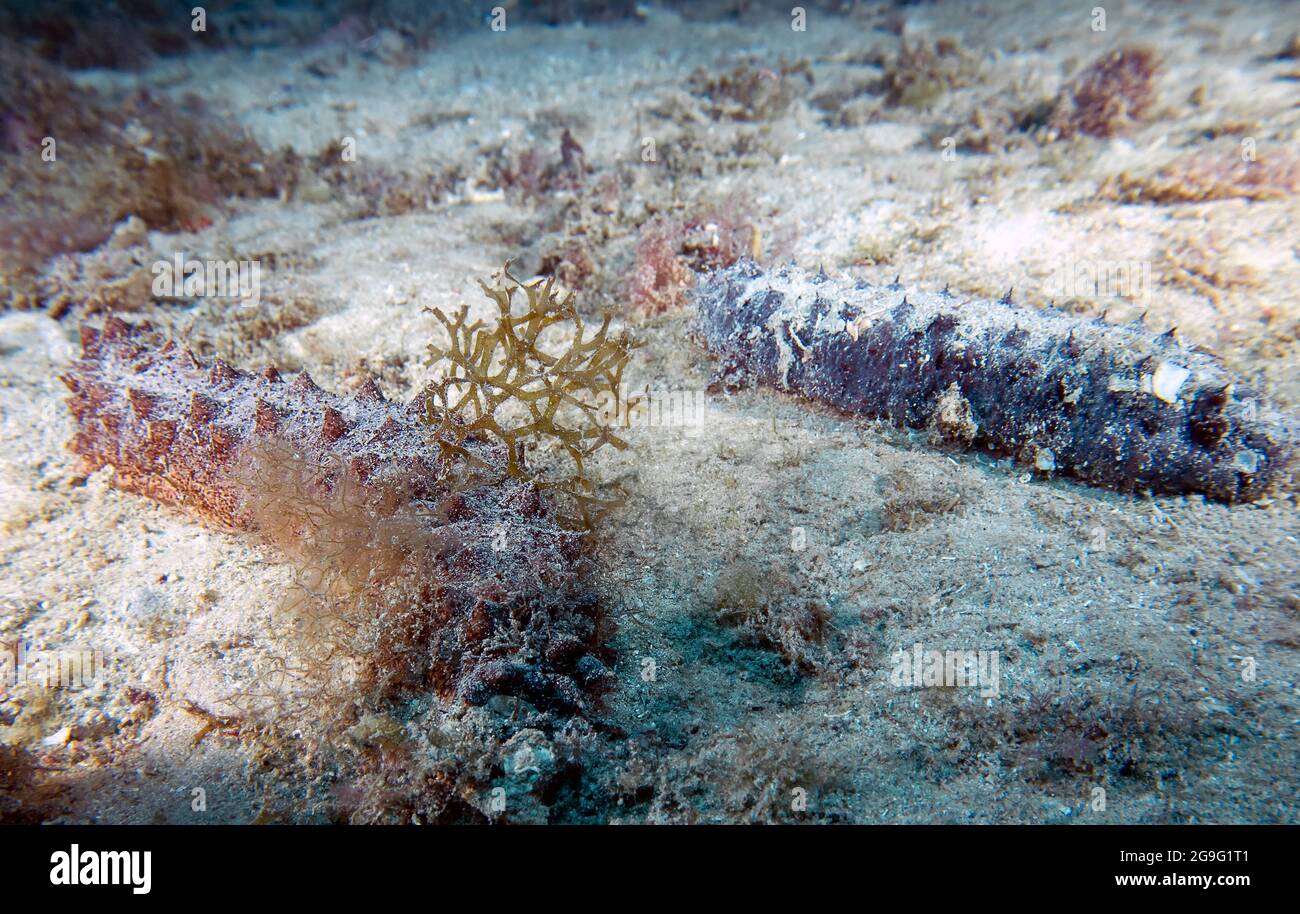 A pair for sea cucumbers in the Mediterranean Sea Stock Photo - Alamy