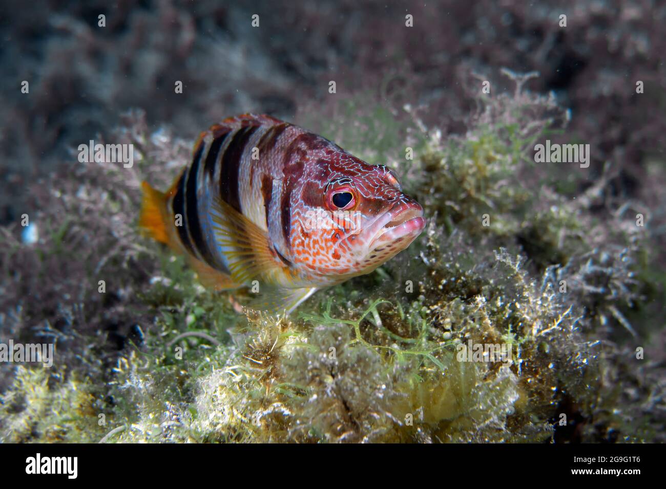 Comber fish in the mediterranean sea hi-res stock photography and ...