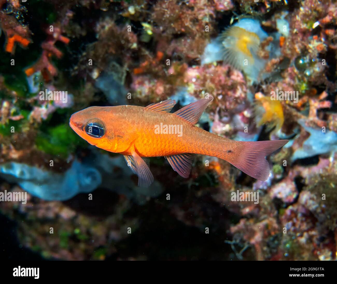 Cardinal fish apogon imberbis hi-res stock photography and images - Alamy
