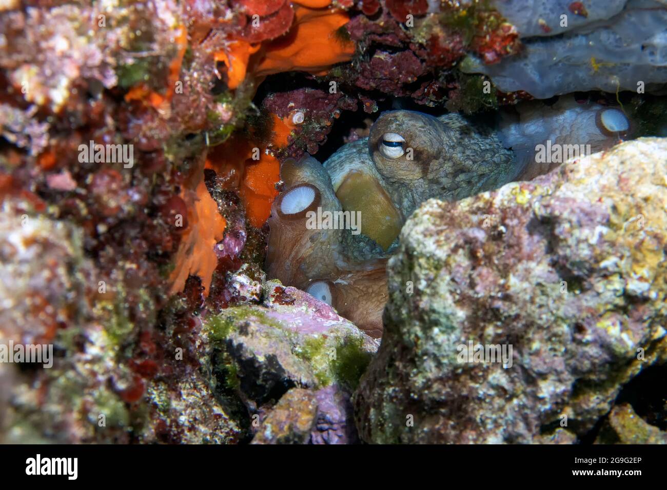 A Common Octopus (Octopus vulgaris) hiding in a rock in the ...