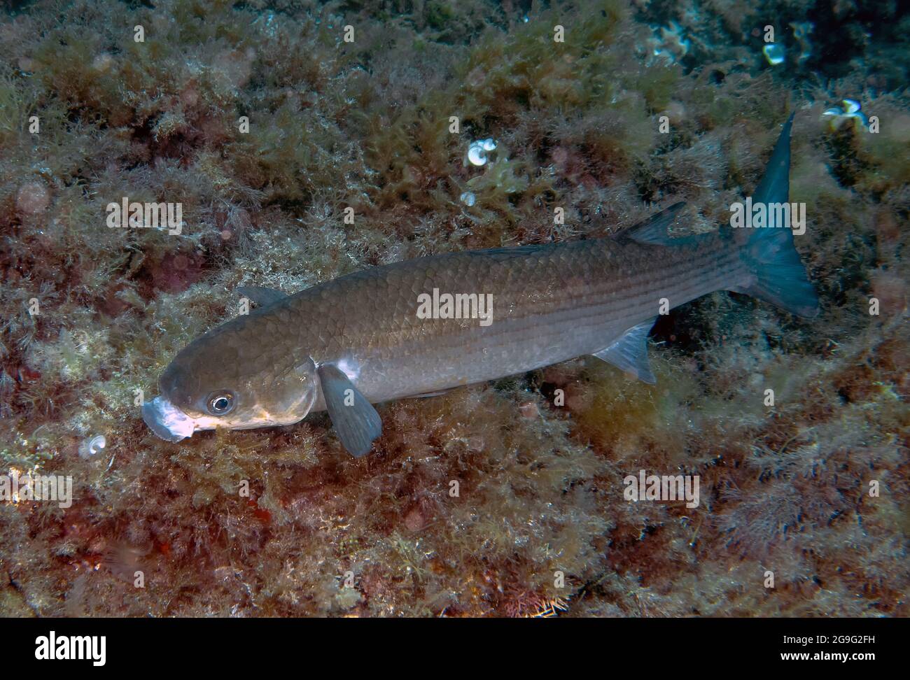 A Flathead Grey Mullet (Mugil cephalus) in the Mediterranean Sea Stock ...