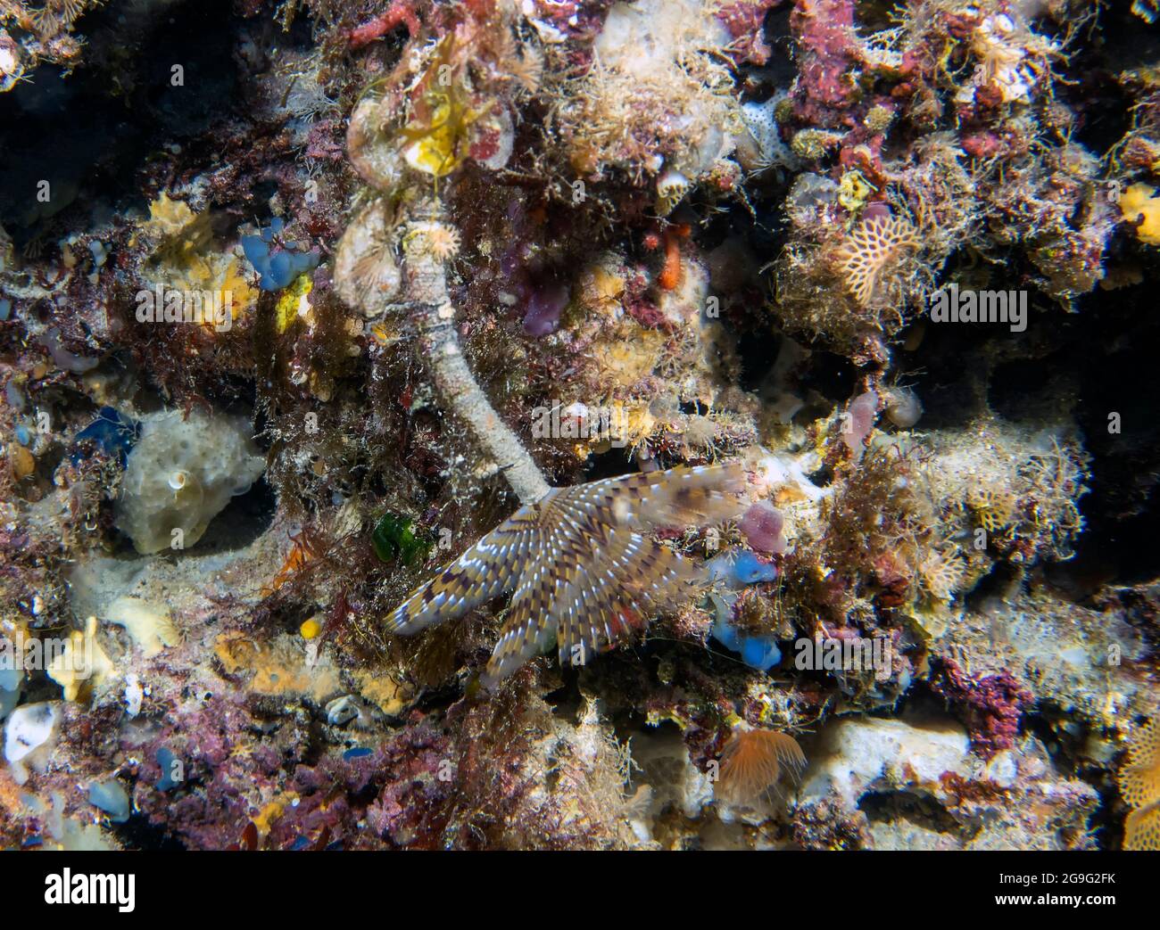 A Spiral Tube Worm in the Mediterranean Sea, Spain Stock Photo - Alamy