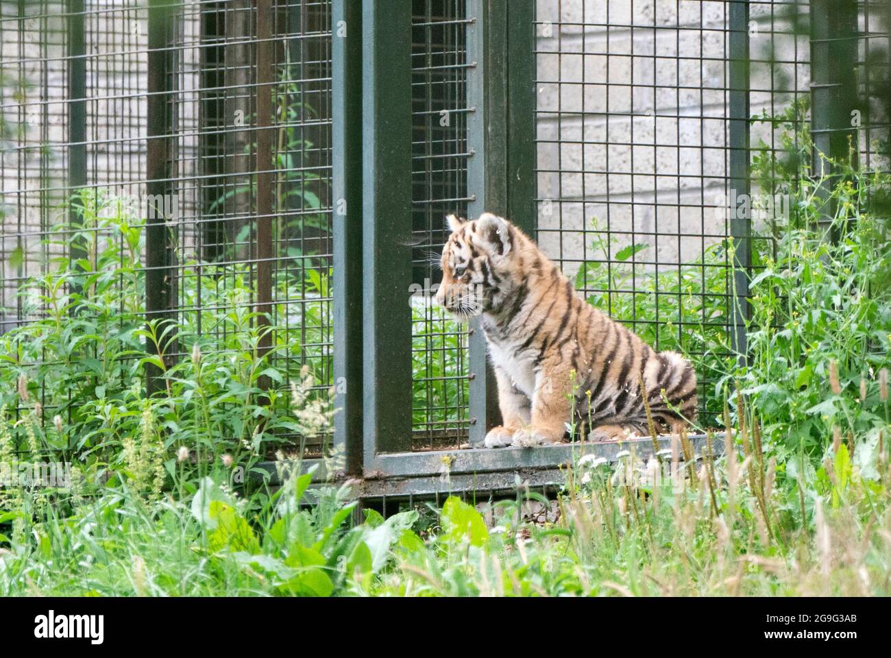One of three Amur tiger cubs about to explore their outside enclosure ...