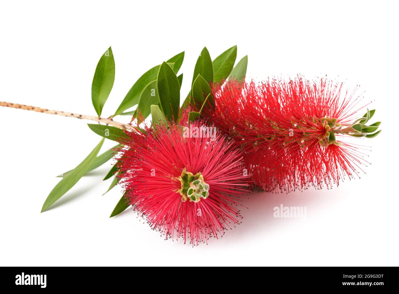 Bottlebrush callistemon citrinus Cut Out Stock Images & Pictures - Alamy