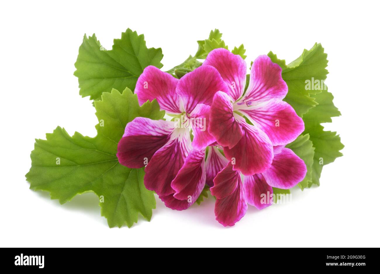 Geranium flowers isolated on white background Stock Photo - Alamy