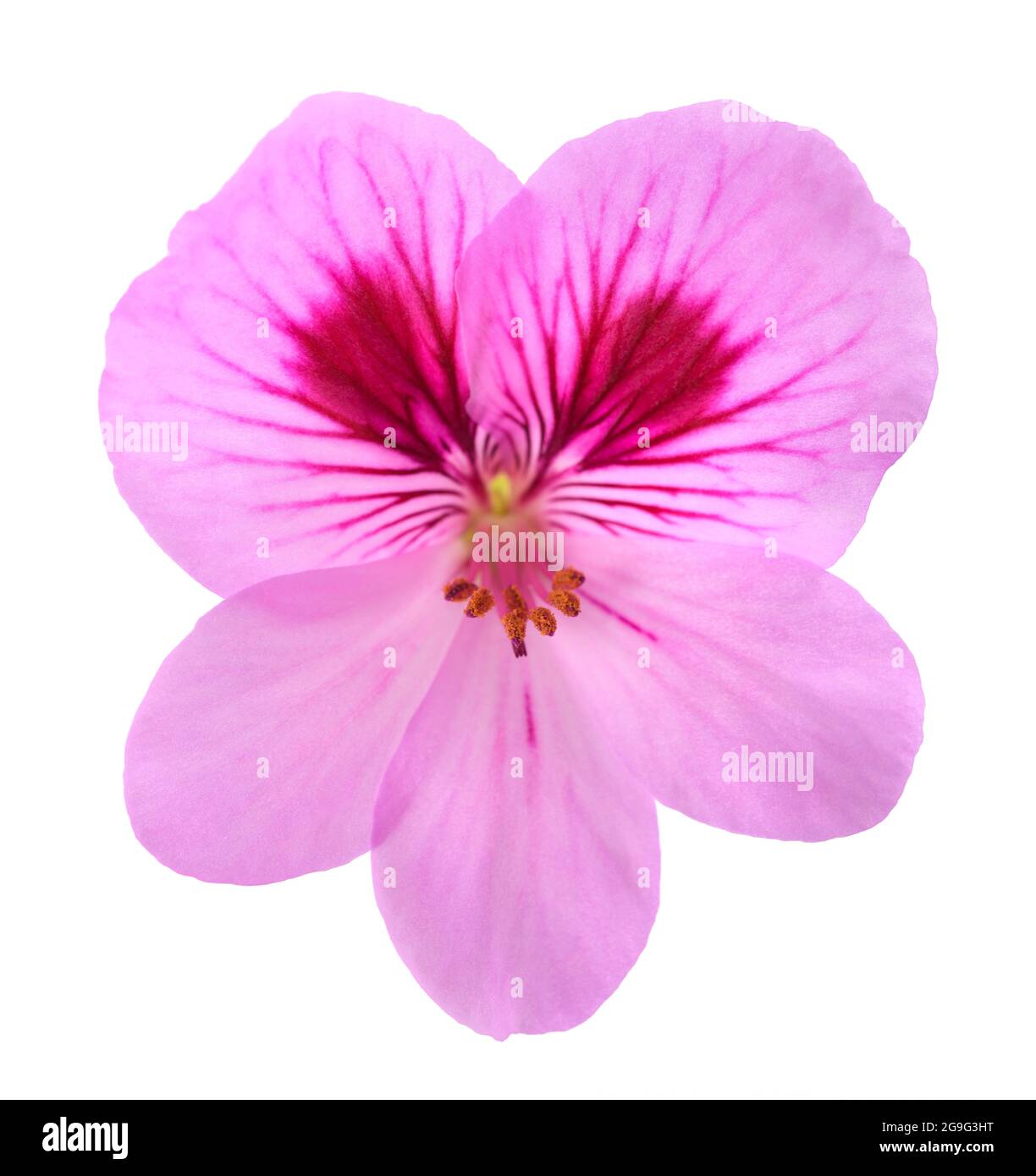 Geranium flower isolated on white background Stock Photo - Alamy