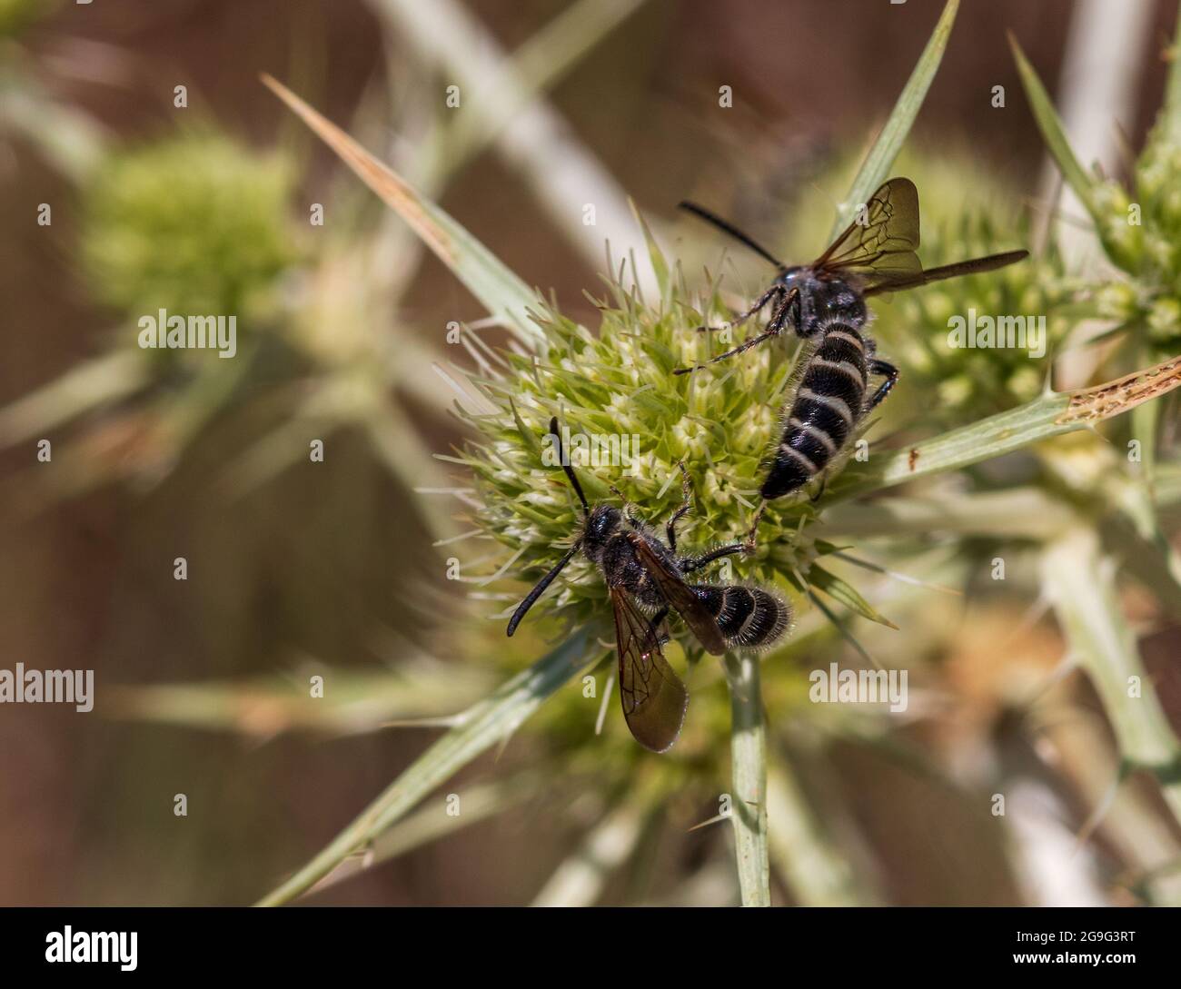 Colpa quinquecincta, Scoliid Wasp on the plant Eryngium campestre Stock ...