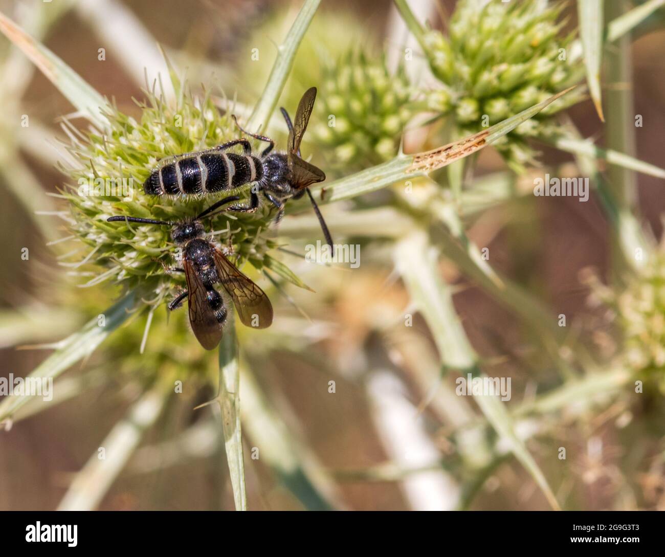 Colpa quinquecincta, Scoliid Wasp on the plant Eryngium campestre Stock ...