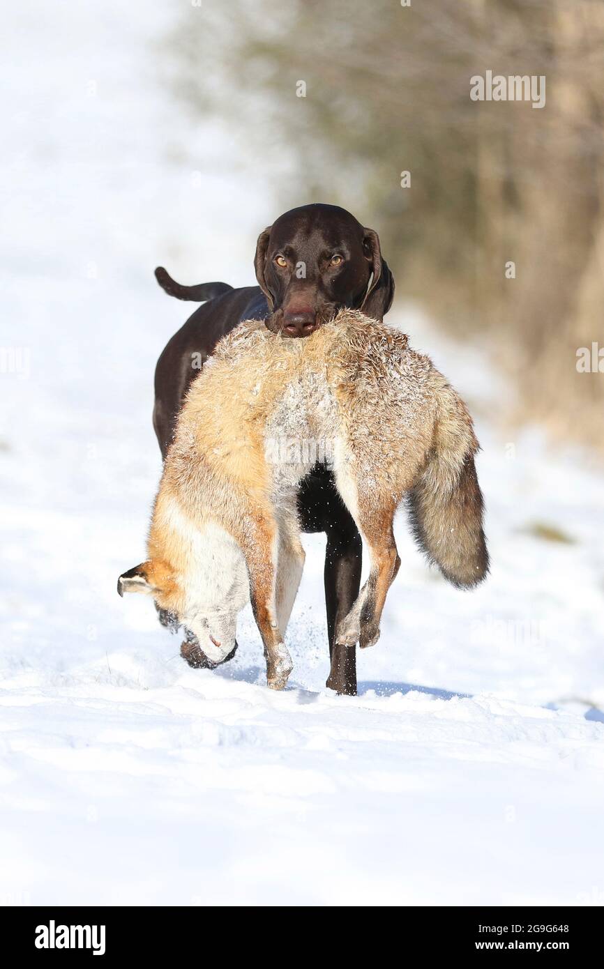 German Shorthaired Pointer. Male (2 years old) returning with a Red Fox ...