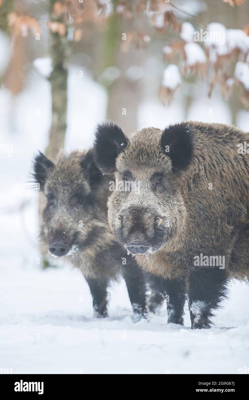 Adult female wild boar hi-res stock photography and images - Alamy