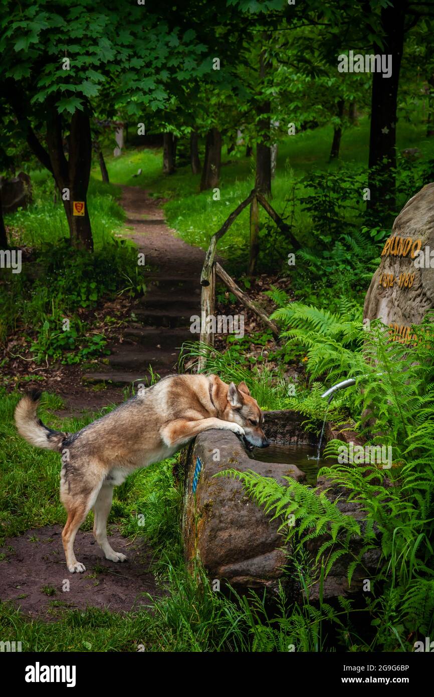 Wolf fountain hi-res stock photography and images - Alamy