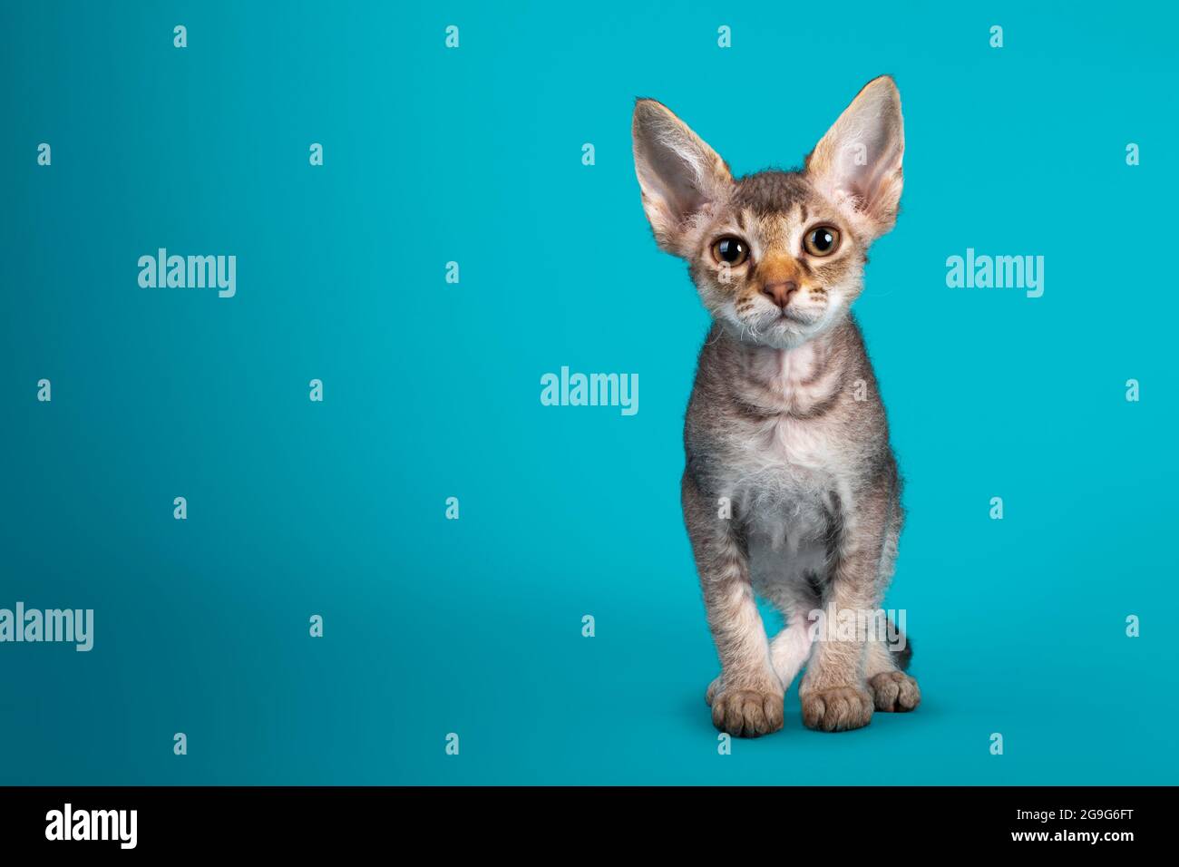 Cute frizzy LaPerm cat kitten, standing facing front. Looking straight ...