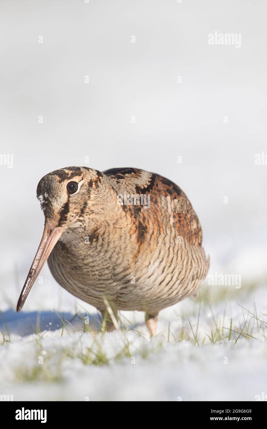 Eurasian Woodcock (Scolopax rusticola). Adult standing in snow ...