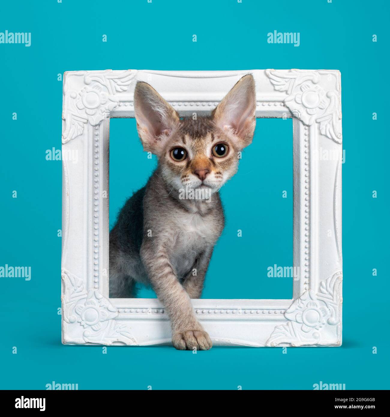 Cute frizzy LaPerm cat kitten, standing through a white image frame ...