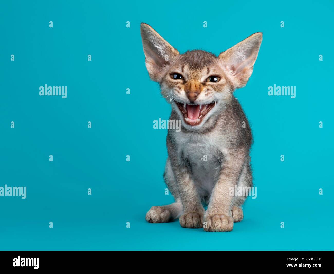 Cute frizzy LaPerm cat kitten. Sitting up facing front. Looking ...