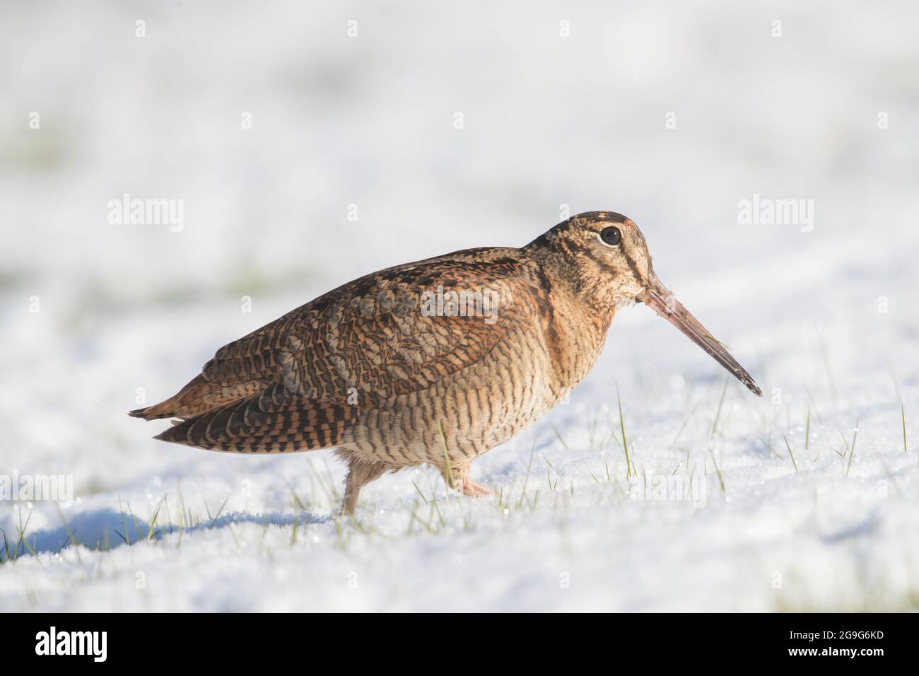 Eurasian woodcock scolopax rusticola hi-res stock photography and ...