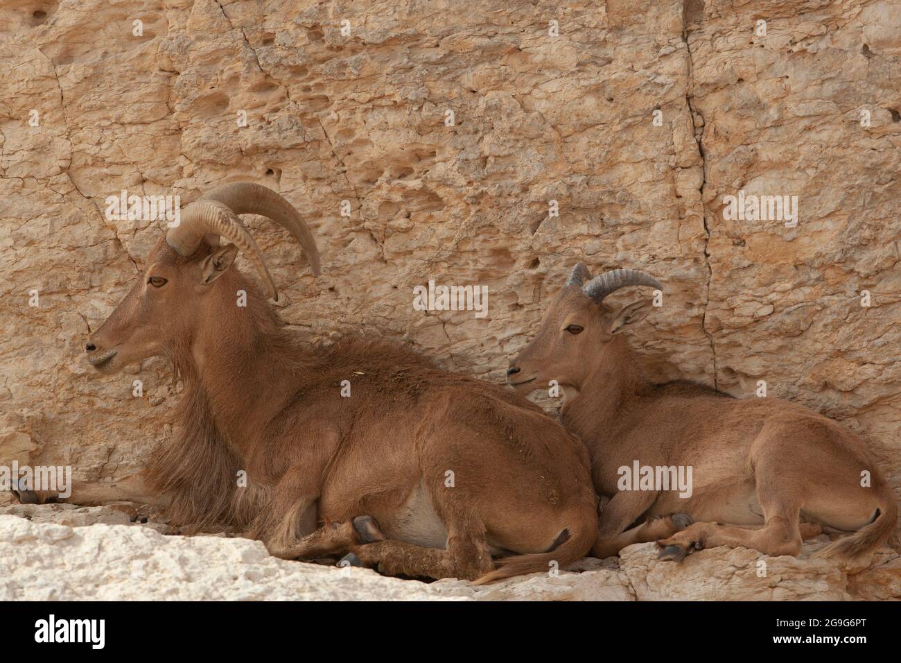 Alpine ibex Juvenile and female on a cliff Stock Photo - Alamy