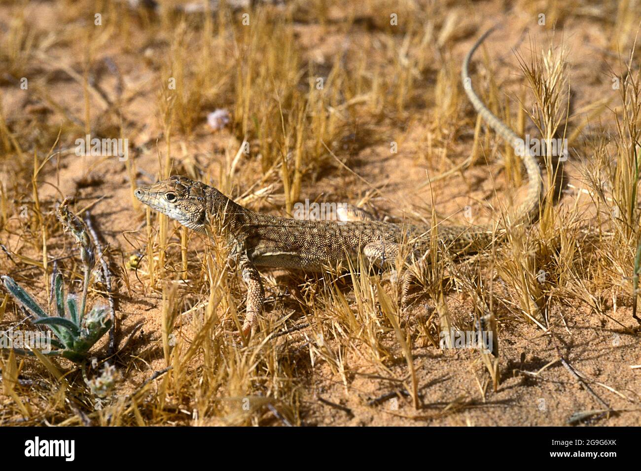 Acanthodactylus is a genus of lacertid lizards, commonly referred to as ...