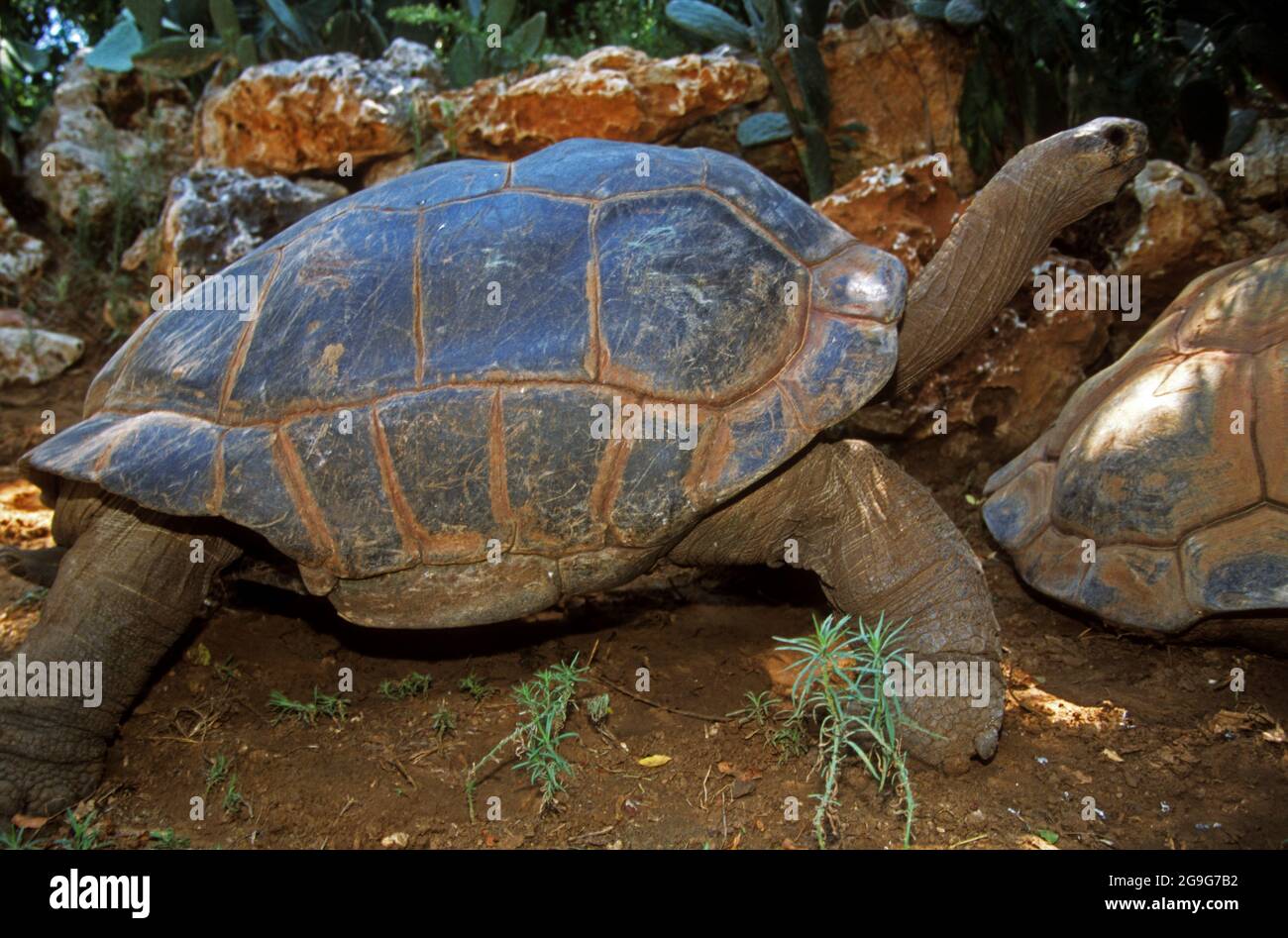 The Aldabra giant tortoise (Aldabrachelys gigantea), from the islands ...