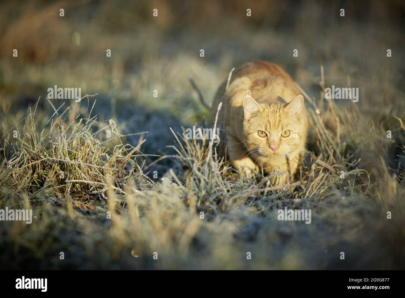 Stalking cat hi-res stock photography and images - Alamy