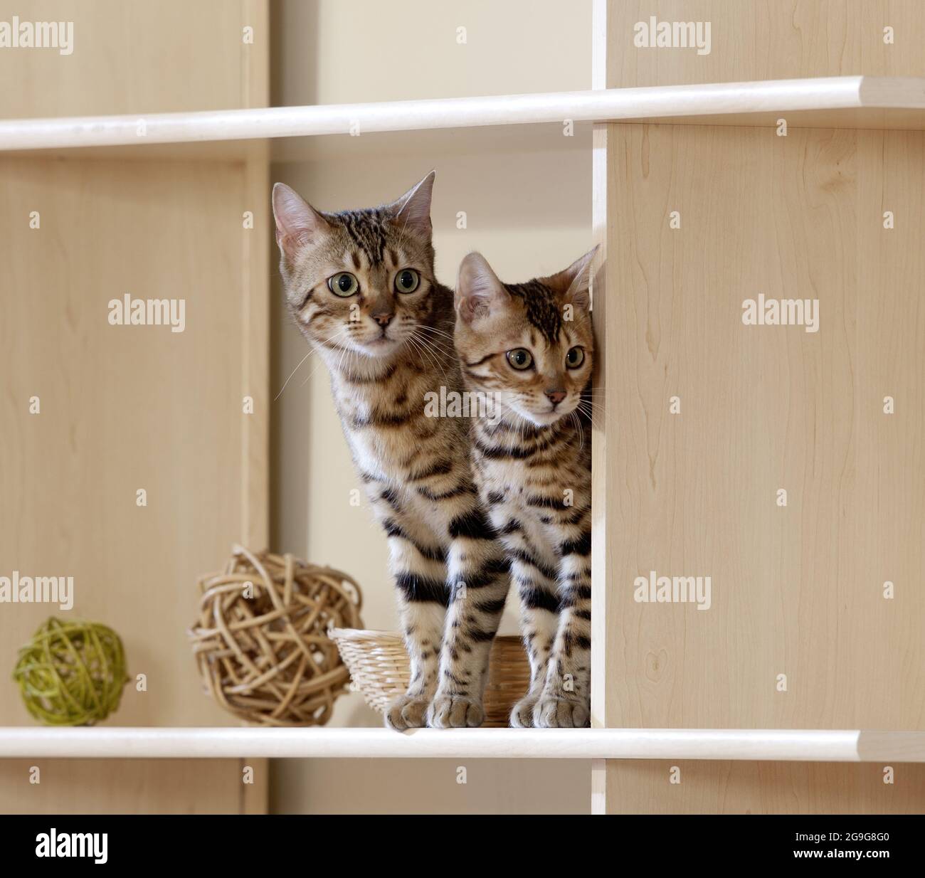 Bengal cat adult domestic hi-res stock photography and images - Alamy