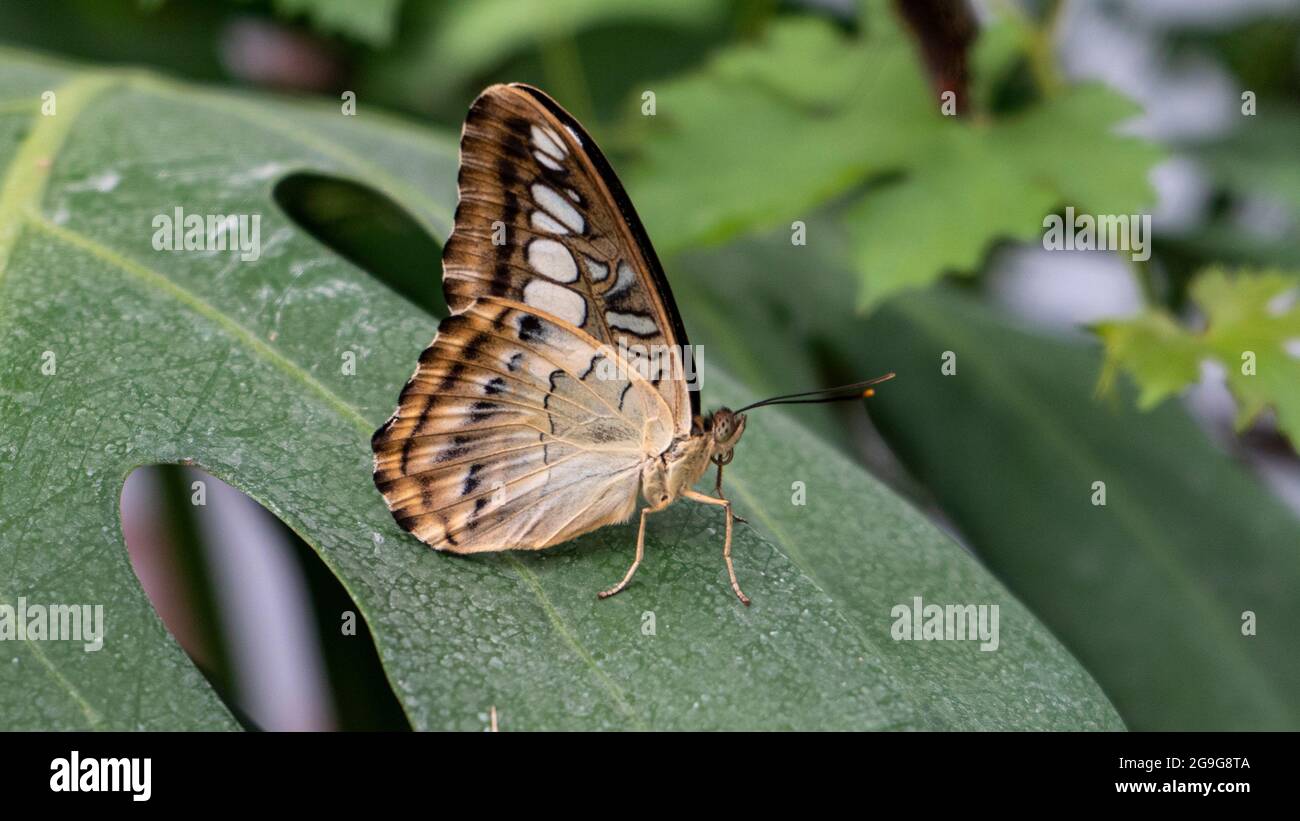 Closeup of Colorful Blue Clipper Butterfly (Parthenos Sylvia) With ...
