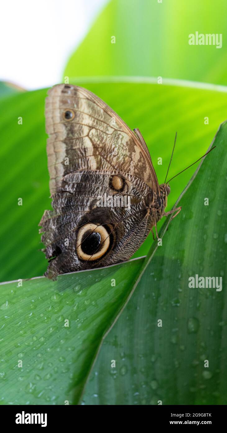 Closeup of Colorful Blue Clipper Butterfly (Parthenos Sylvia) With ...