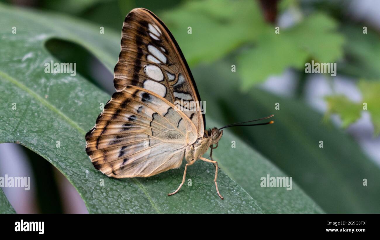 Closeup of Colorful Blue Clipper Butterfly (Parthenos Sylvia) With ...