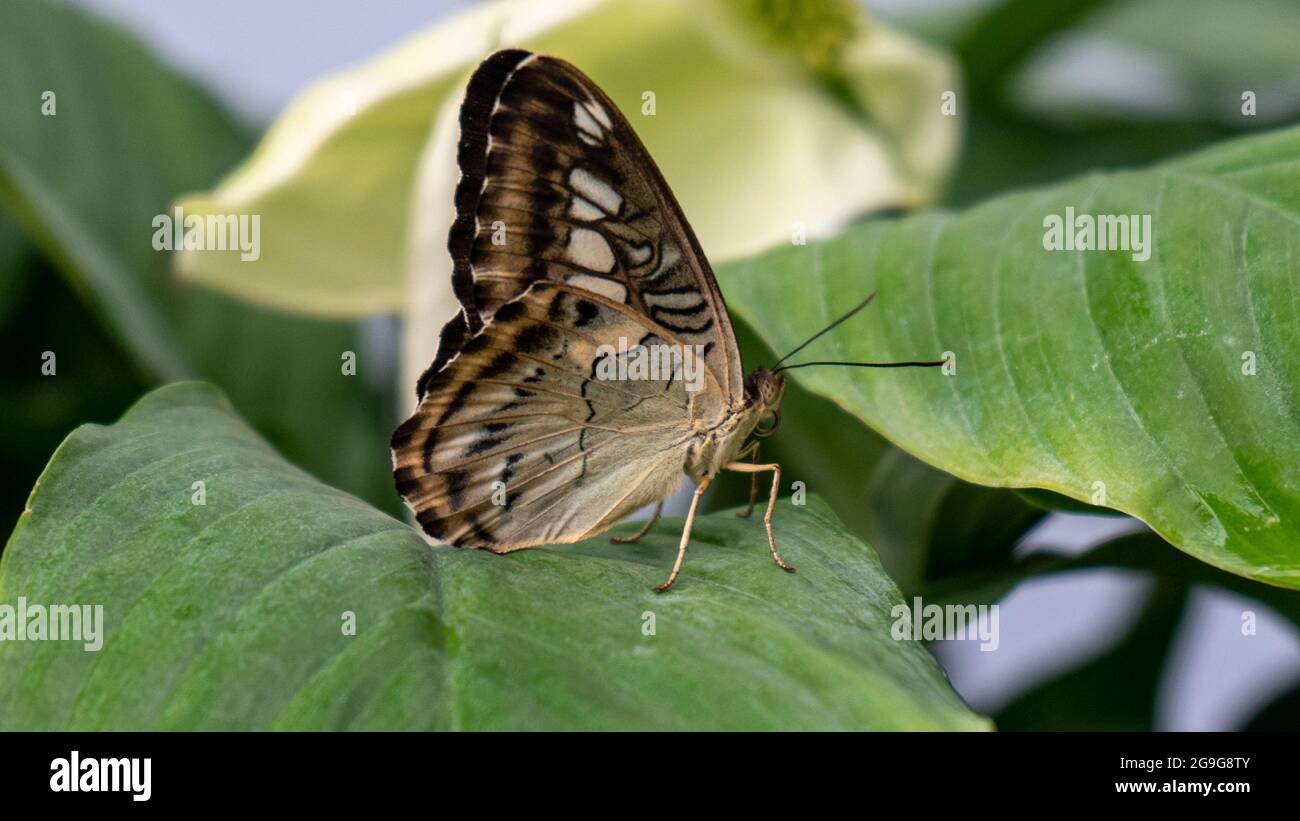 Closeup of Colorful Blue Clipper Butterfly (Parthenos Sylvia) With ...