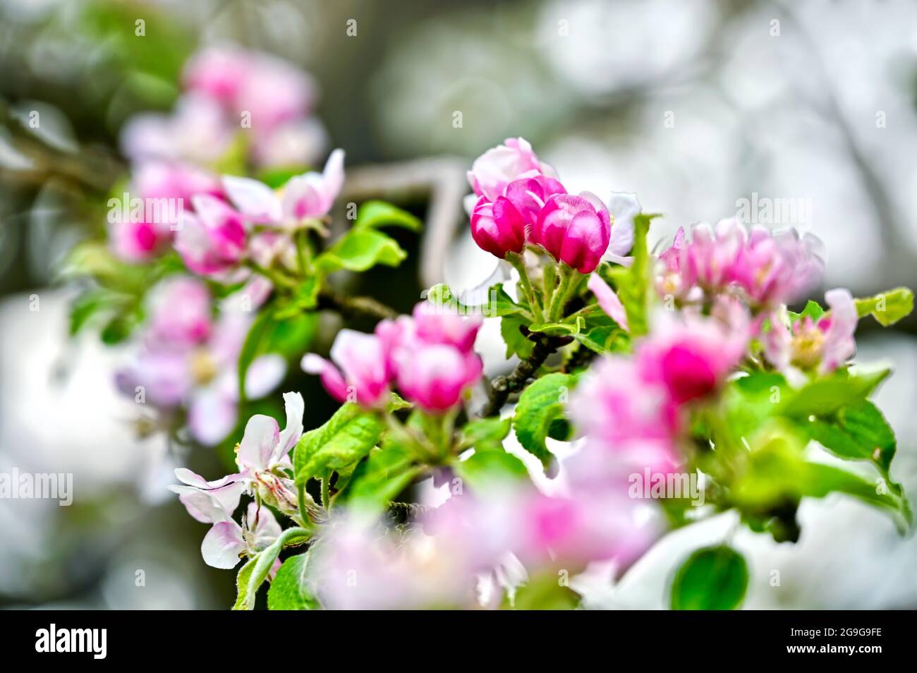 Japanese red coral hi-res stock photography and images - Alamy