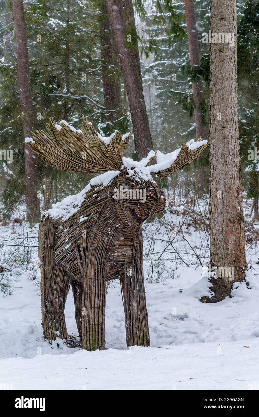 Moose running snow hi-res stock photography and images - Alamy