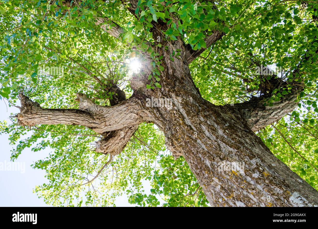 Sunlight on top of an old tree Stock Photo - Alamy