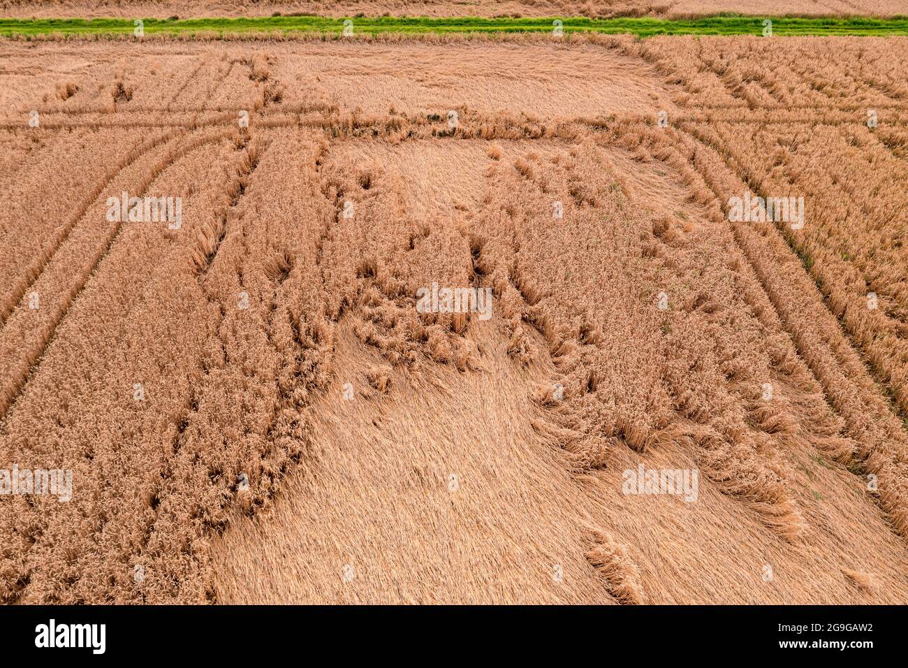 Aerial photo of a grain field marked by heavy rain with traces of a ...