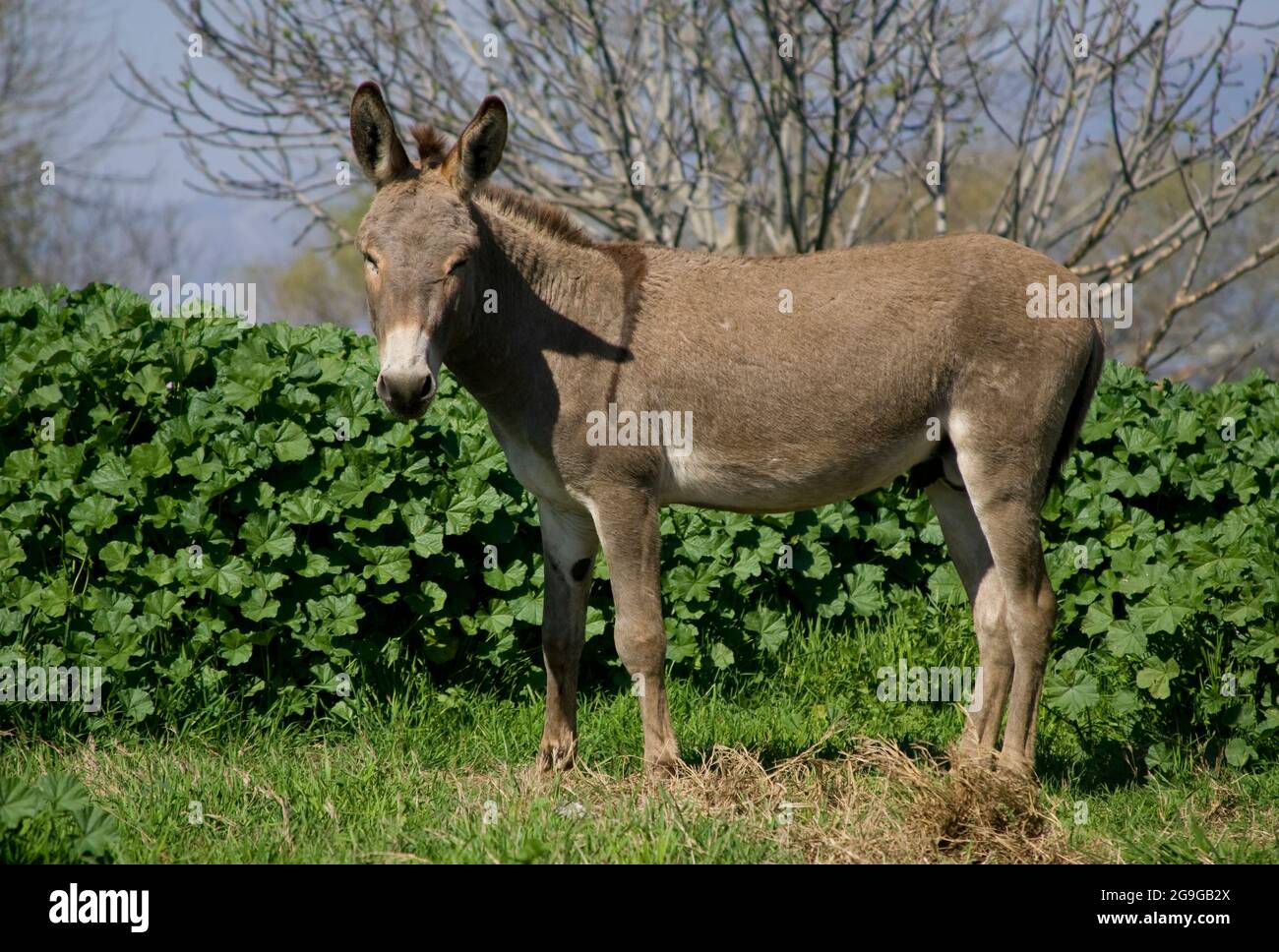 A donkey in a field Stock Photo - Alamy