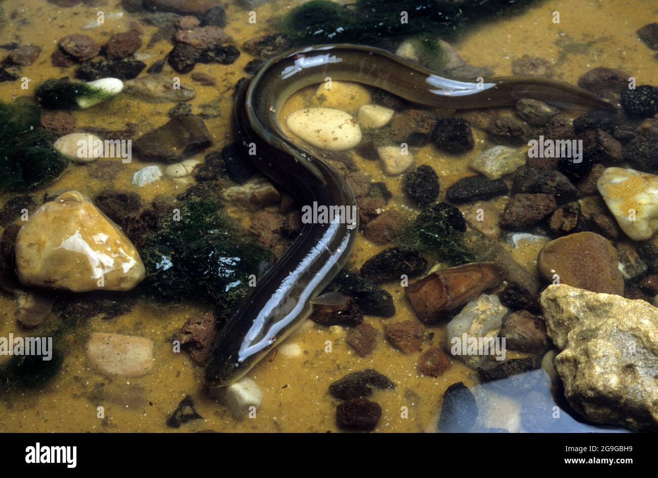 Eel swimming in the water Stock Photo - Alamy